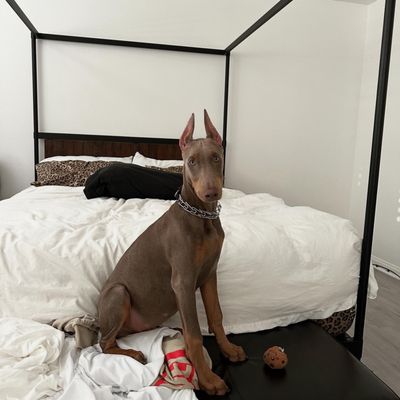 MICHAEL BUTCHKO, DVM - Updated December 2025 - 214 Photos & 541 Reviews ...