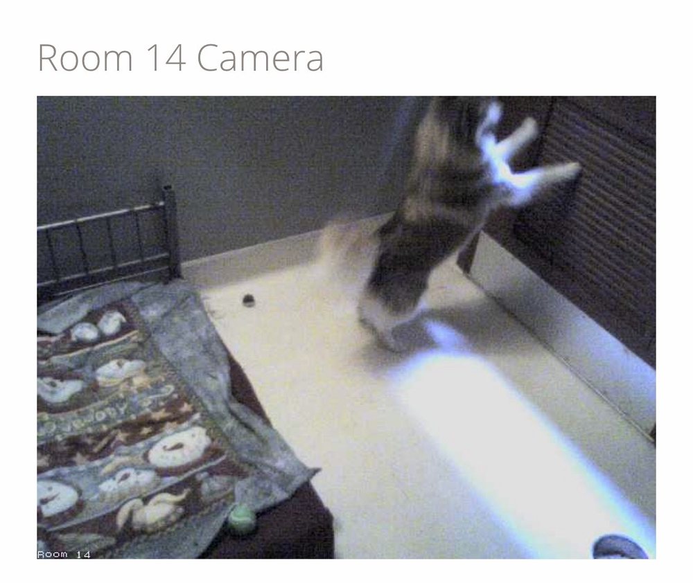 PAWS CROSSING PET RESORT & SPA - Updated August 2025 - 53 Photos & 222 ...