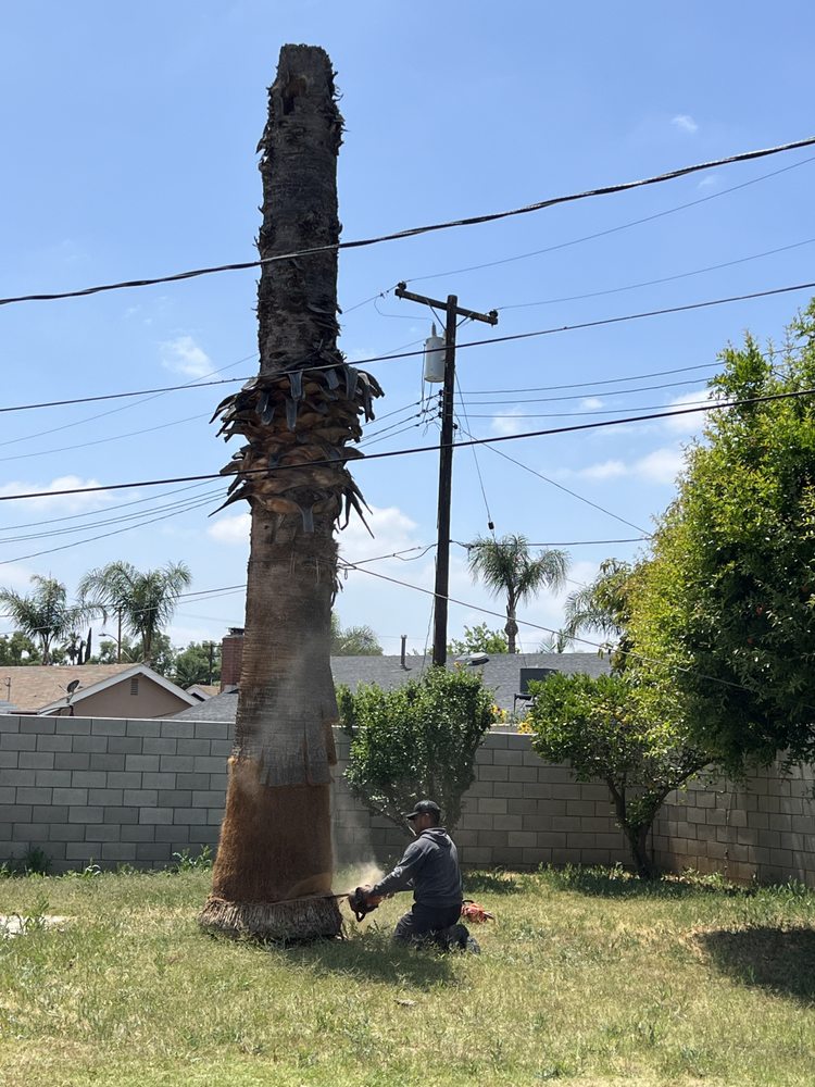 REPUBLIC TREE CARE - Updated February 2025 - 30 Photos & 14 Reviews ...