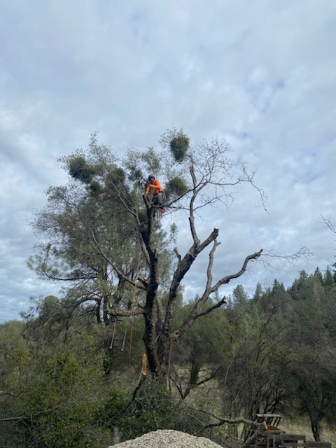 COOL FORESTRY AND ARBORICULTURE - Updated November 2025 - Cool ...