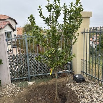 SANTOS PENA TREE CARE AND SERVICES - Updated December 2024 - 90 Photos ...