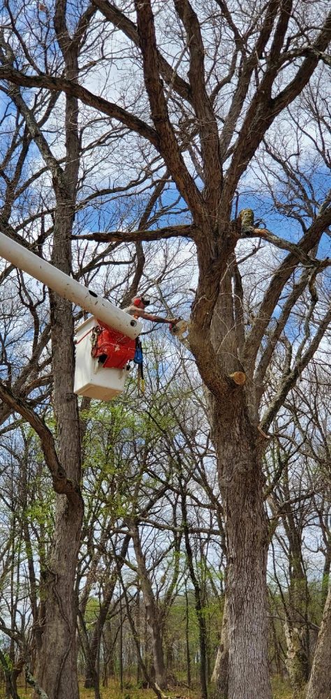 JAMIE’S CUT RITE TREE SERVICE - Updated April 2025 - Request a Quote ...