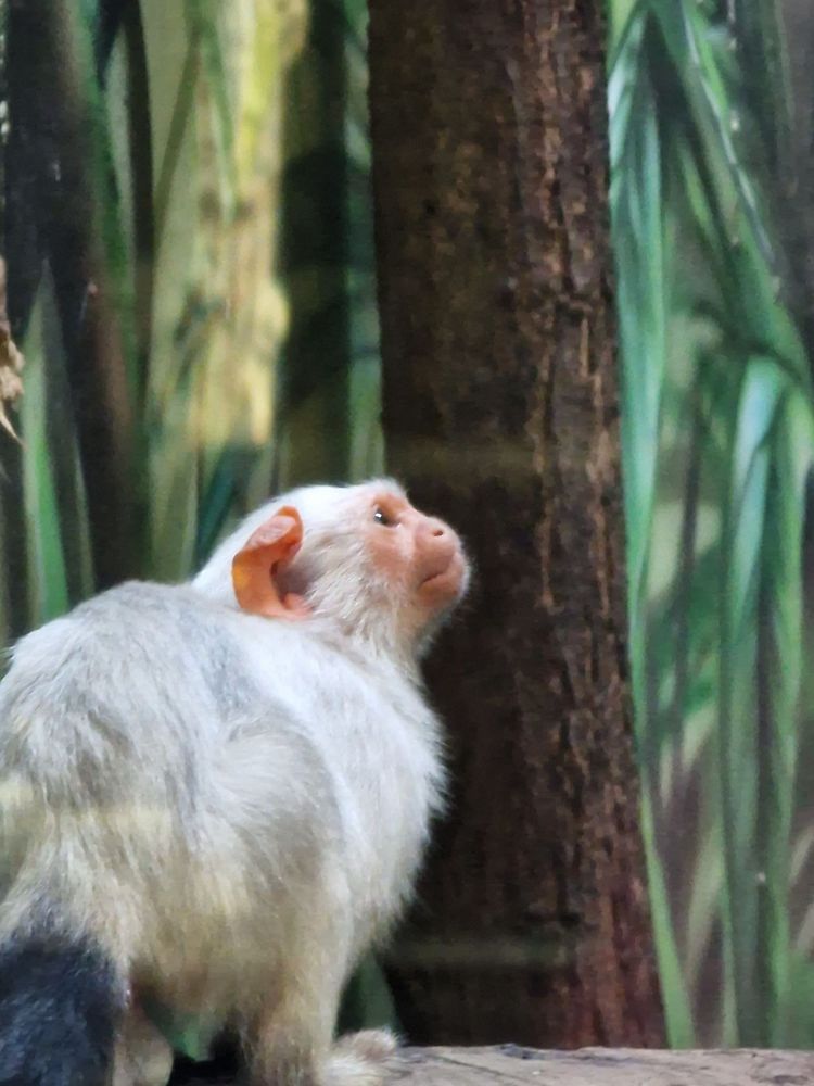 TIERPARK BERLIN - 646 Photos & 186 Reviews - Am Tierpark 125, Berlin ...