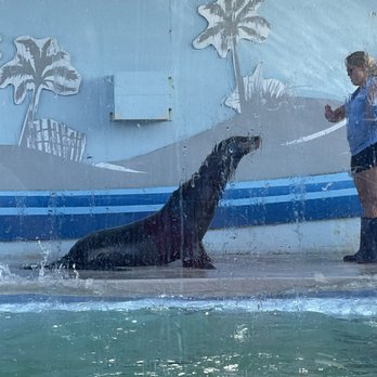 GULFARIUM MARINE ADVENTURE PARK - Updated August 2024 - 504 Photos ...