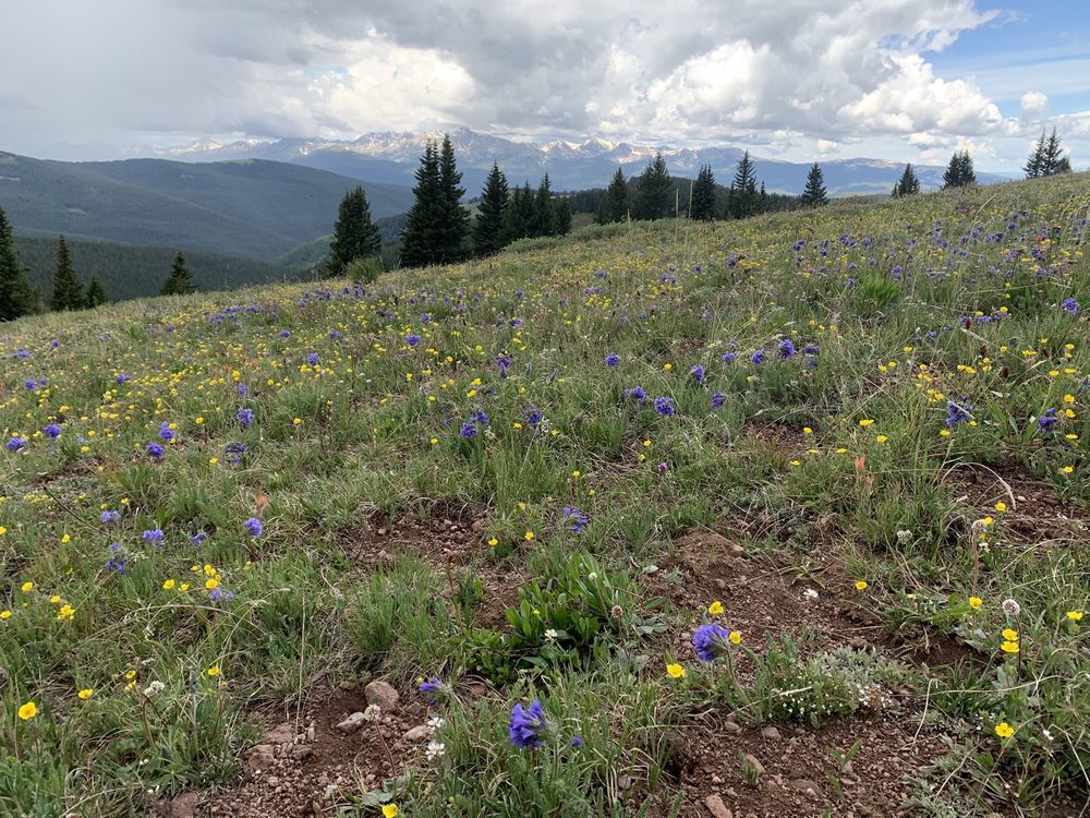 SHRINE MOUNTAIN TRAIL - Updated October 2025 - 18 Photos - Shrine Pass ...