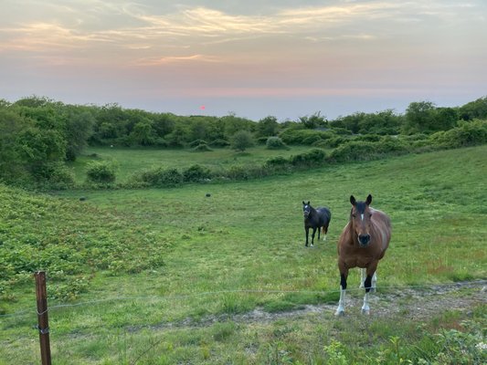 RUSTIC RIDES FARMS - Updated September 2025 - 34 Photos & 52 Reviews ...