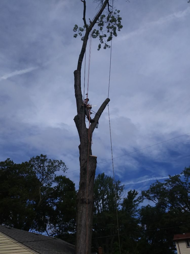 MR. MAPLE TREE SERVICE - Updated August 2025 - Roseville, Michigan ...