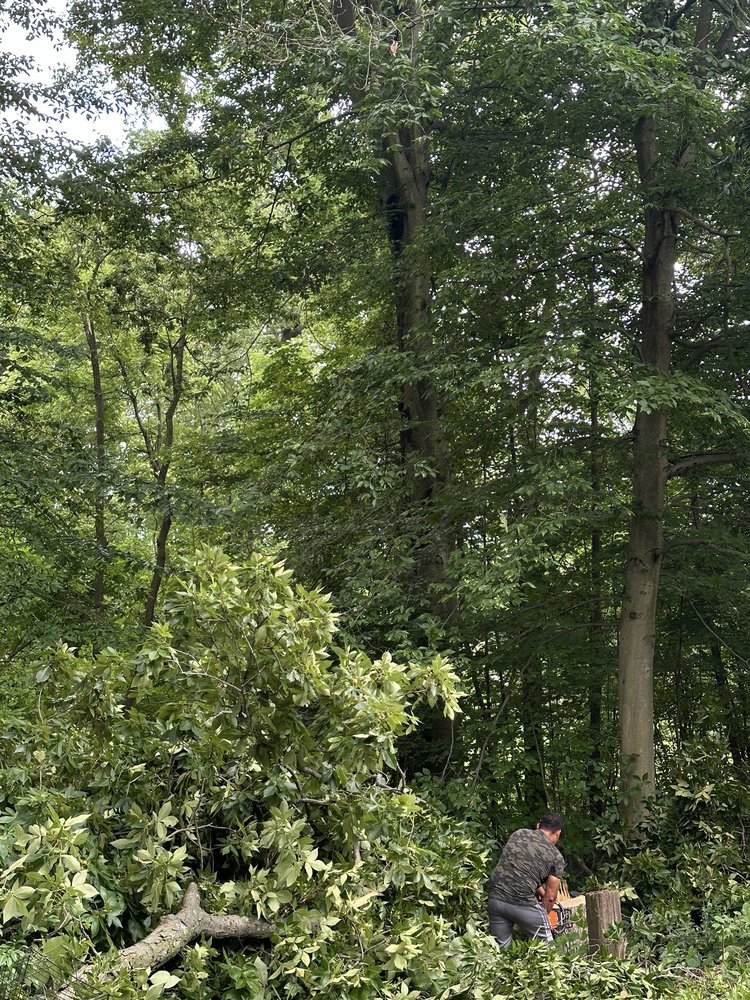 JEREMY TREE SERVICE & LANDSCAPING - Updated June 2024 - 29 Photos ...