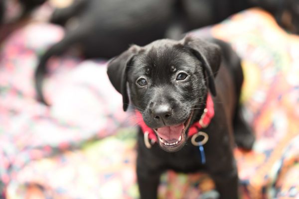 MUDDY PAWS RESCUE - 121 Photos & 113 Reviews - New York, NY - Yelp