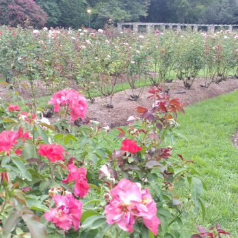 RALEIGH ROSE GARDEN - Updated September 2025 - 185 Photos & 23 Reviews ...