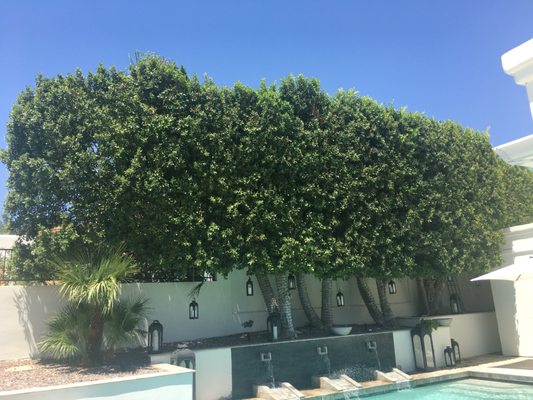 TREE PROS - Updated October 2025 - 52 Photos & 226 Reviews - 2836 W ...