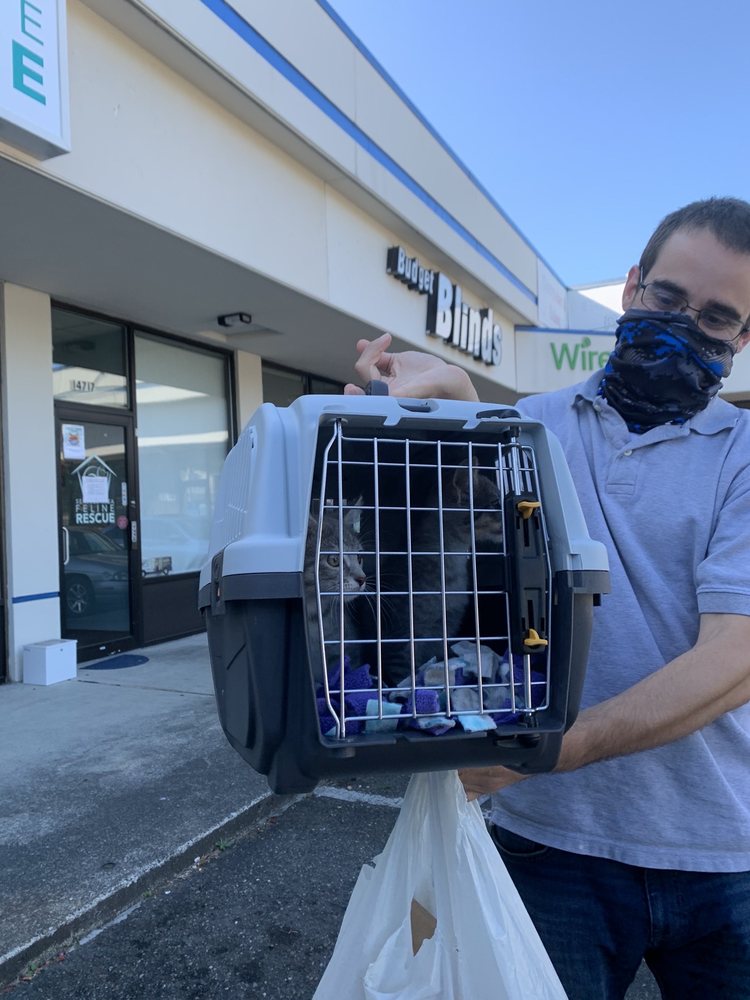 SEATTLE AREA FELINE RESCUE - Updated September 2024 - 58 Photos & 52 ...