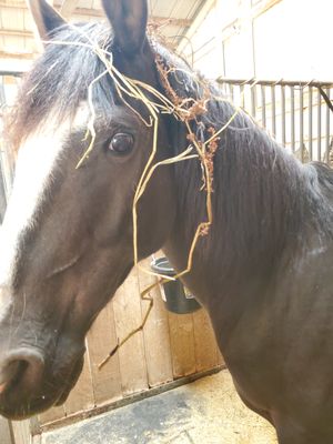 BEAUTIFUL SHOES FARM - Updated April 2026 - 5355 Cosgray Rd, Dublin ...