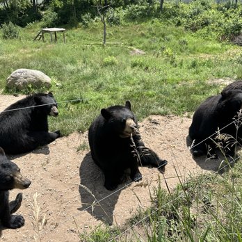 OSWALD’S BEAR RANCH - Updated September 2025 - 241 Photos & 89 Reviews ...