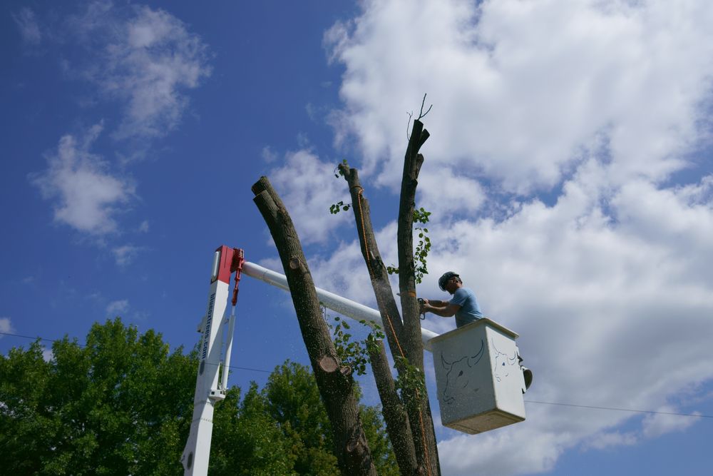 BLUE OX TREE SERVICE - Updated July 2025 - 98 Photos & 17 Reviews ...