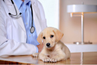 FLUSHING VETERINARY HOSPITAL - Updated January 2026 - 25 Photos & 69 ...