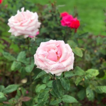 POINT DEFIANCE ROSE GARDEN - Updated May 2026 - 460 Photos & 30 Reviews ...