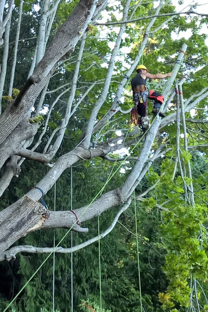 WIZARD TREE SERVICE - Updated December 2025 - 30 Photos & 53 Reviews ...