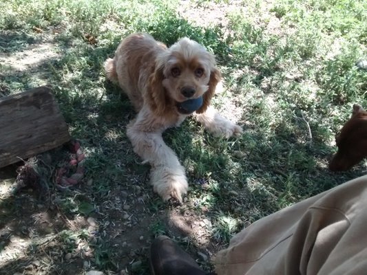 THE YAWNING DOG RANCH - Updated July 2025 - 653 Spring Canyon Rd ...