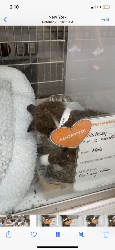 ASPCA ADOPTION CENTER - Updated October 2025 - 227 Photos & 278 Reviews ...