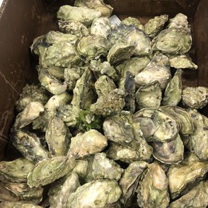 PACIFIC FRESH FISH - Updated September 2024 - 84 Photos & 57 Reviews ...