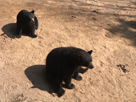 OSWALD’S BEAR RANCH - 189 Photos & 68 Reviews - 13814 County Rd 407 ...