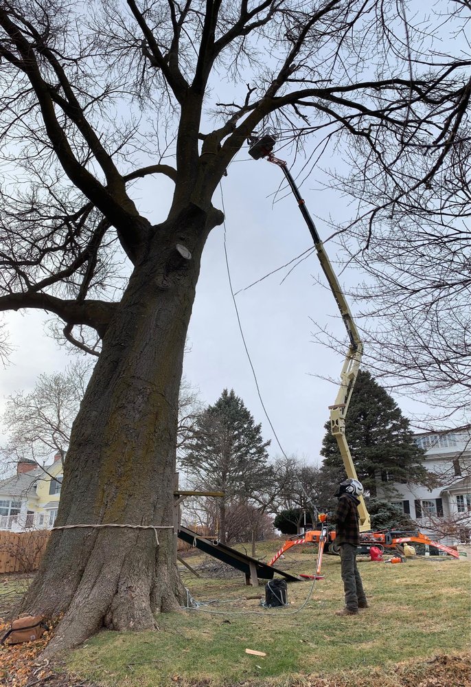 TREE WISE MEN - Updated November 2025 - 50711 Brohard Ave, Council ...