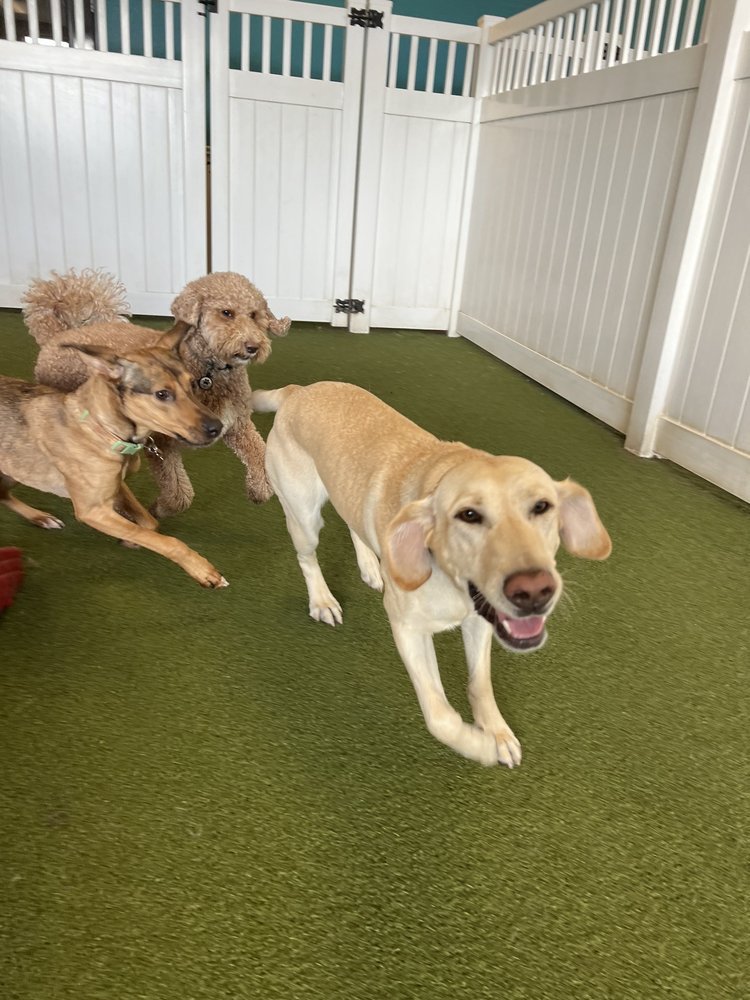 HEARTSTRINGS PET RESORT - 23 Photos & 65 Reviews - 930 E Riggs Rd ...