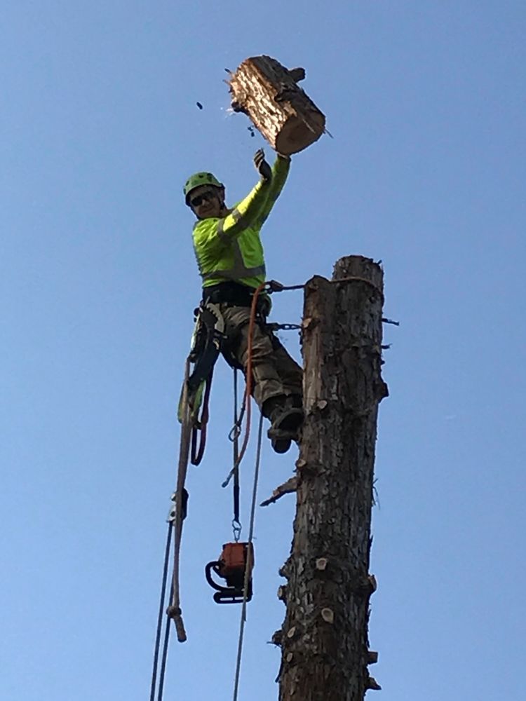 JOHNSON TREE CARE - 35 Photos - Carmichael, California - Tree Services ...
