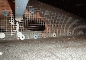 ASAP RODENT EXCLUSION PRO - Updated December 2025 - 182 Photos & 107 ...