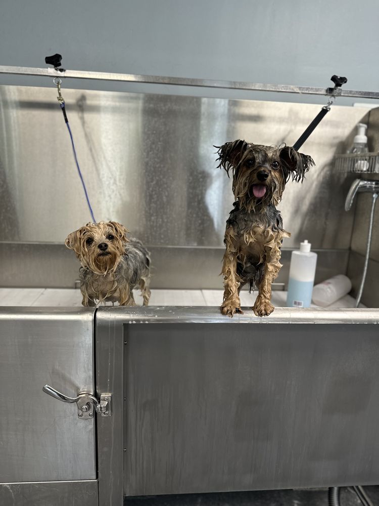 PERFECT PAWS PARLOR - Updated August 2025 - 10 Photos - 2795 Hamburg St ...