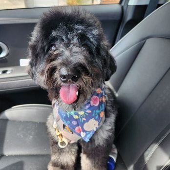 BLUE POOCH - Updated December 2024 - 747 Photos & 316 Reviews - 11737 W ...