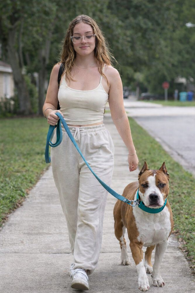 NAPLES DOG ACADEMY - Updated May 2026 - Request Consultation - 39 ...