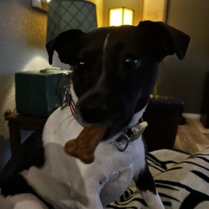 PETS R INN FM - Updated December 2025 - 10 Reviews - 3902 13th Ave S ...