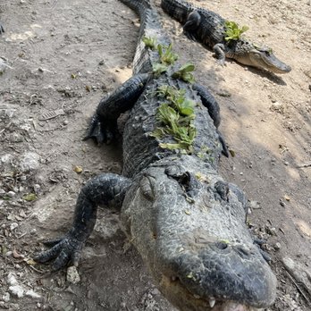 EVERGLADES ALLIGATOR FARM - Updated June 2024 - 828 Photos & 294 ...