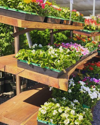 GROVER NURSERY - Updated April 2025 - 23 Photos - 2825 Kiernan Ave ...