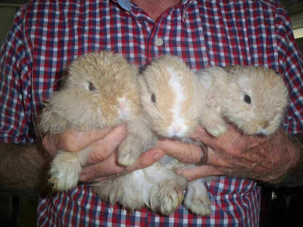 LITTLE CREEK FARMS RABBITRY - Updated October 2025 - 927 County Rd Se ...