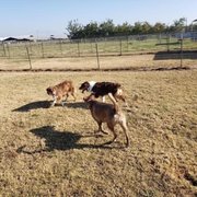 CR RANCH PET-O-TEL - 124 Photos & 61 Reviews - 6060 American Ave ...