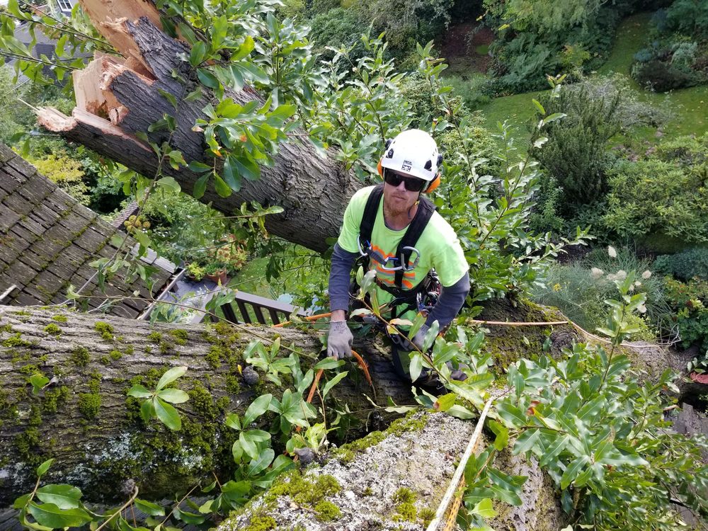 BALLARD TREE SERVICE - 27 Photos & 73 Reviews - 14419 Greenwood Ave N ...