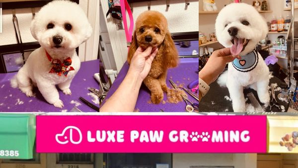 LUXE PAW GROOMING - Updated August 2025 - 122 Photos & 89 Reviews ...
