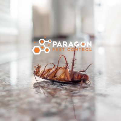 PARAGON PEST CONTROL - Updated September 2025 - 264 Photos & 81 Reviews ...