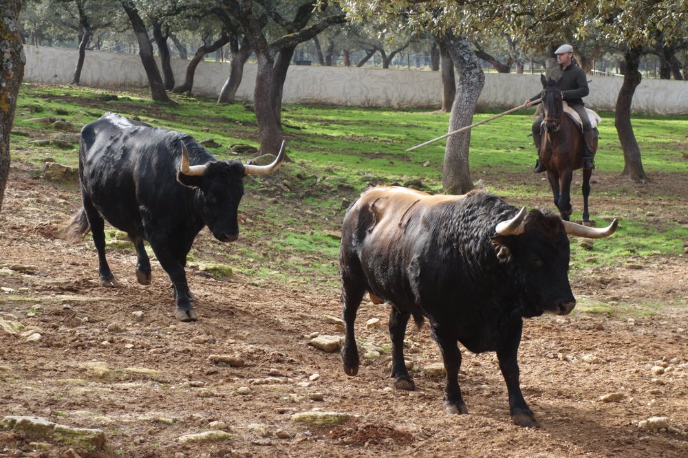 RESERVATAURO RONDA - Updated June 2024 - 15 Photos - Carretera ...