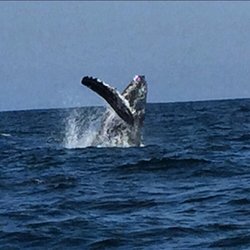 ALOHA FOOT AND ANKLE ASSOCIATES - 33 Photos & 59 Reviews - 26732 Crown ...