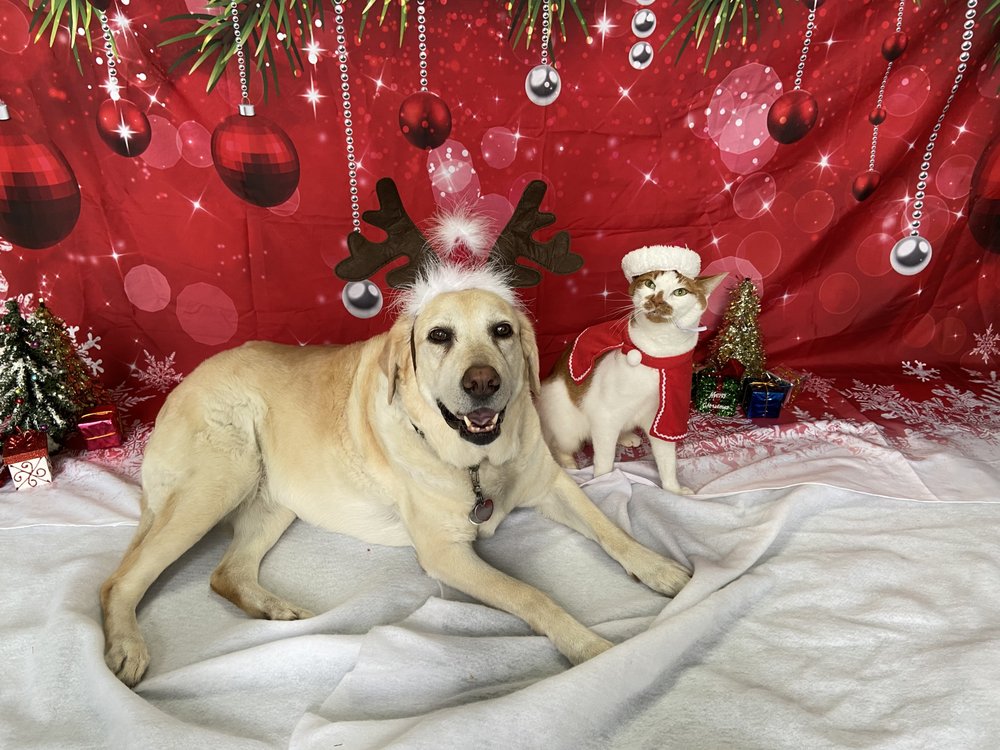 LAKE STEVENS ANIMAL HOSPITAL - Updated November 2025 - 12 Photos & 33 ...