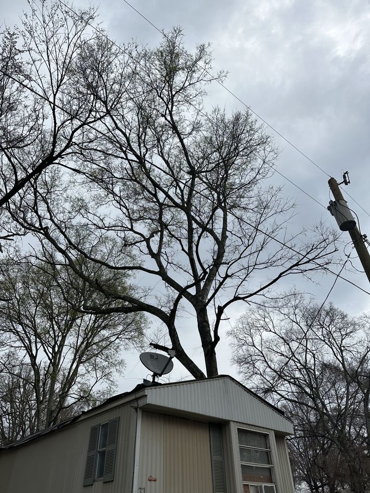 TREE BANDIT - Updated September 2025 - Request a Quote - 16 Photos ...