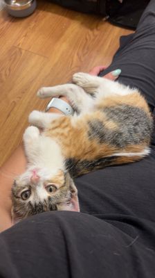 HUMANE SOCIETY OF BOULDER VALLEY - Updated January 2026 - 41 Photos ...