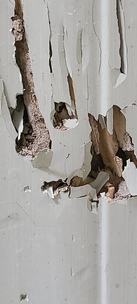 BUG BUSTERS PEST CONTROL & TERMITES - Updated December 2025 - Request a ...