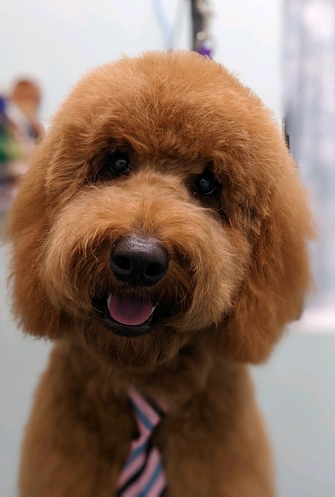 LAVISH DOG SPA - Updated December 2025 - 19 Photos - 3916 Central ...