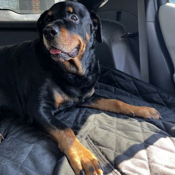 ROWLETT VETERINARY CLINIC - Updated September 2025 - 16 Photos & 71 ...