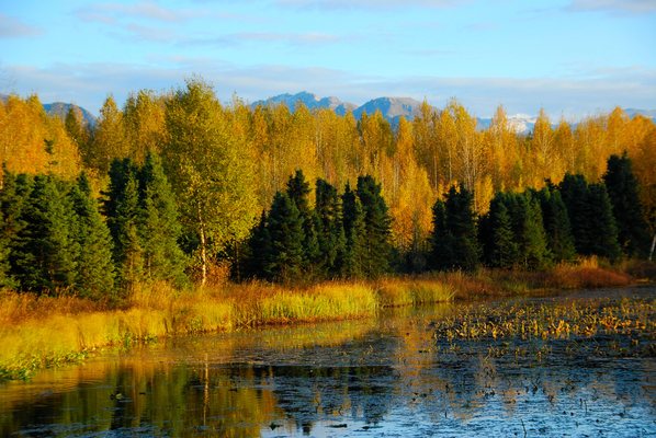 BAXTER BOG PARK - Updated September 2024 - 3424 Lunar Cir, Anchorage ...